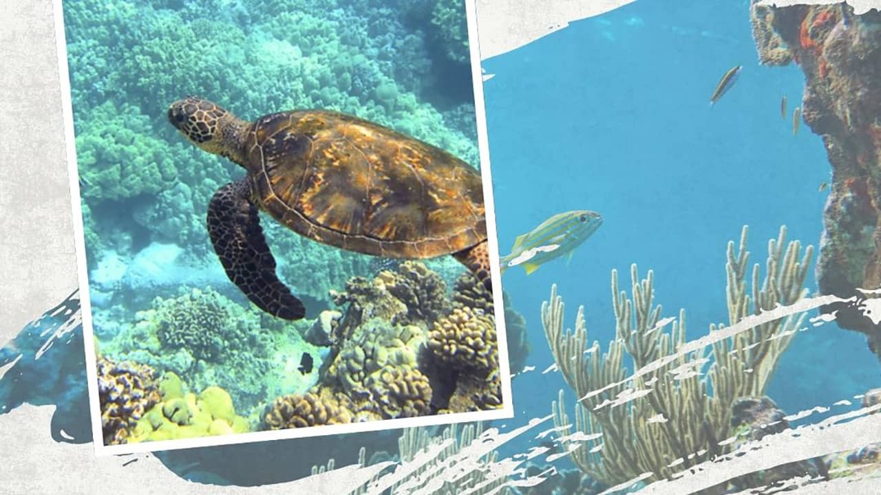 Protecting Marine Biodiversity: A Call to Action on the International ...